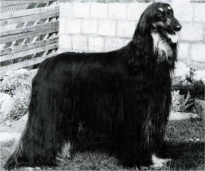 UK CH Yarrumghan Double Delight JW - Afghan Hound Pedigree Database