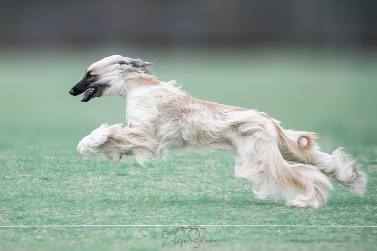AUST CH Tianze My Silver Lining JUN COURSER - LURE COURSING DUAL CH ...