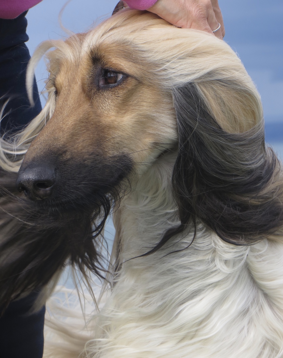 UK CH Sitana Aag Toofan - Afghan Hound Pedigree Database