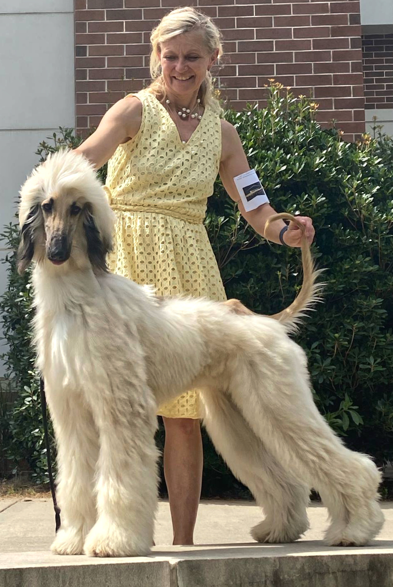 AM(Gr) CH Ziv Hii Sodo Windstar Ice Dragon - Afghan Hound Pedigree Database