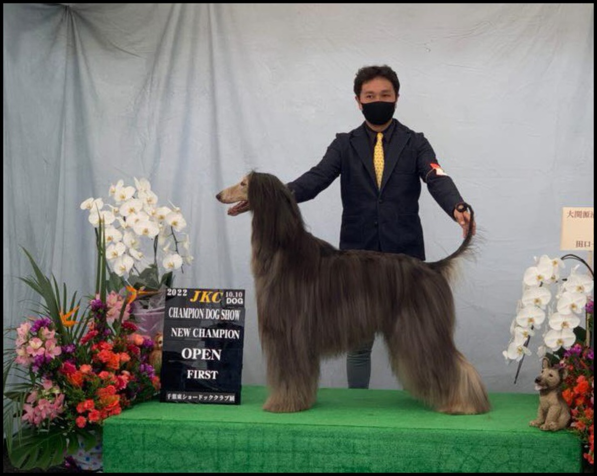 JAP CH Nathan Le Grand Du Troisieme Jour - Afghan Hound Pedigree Database