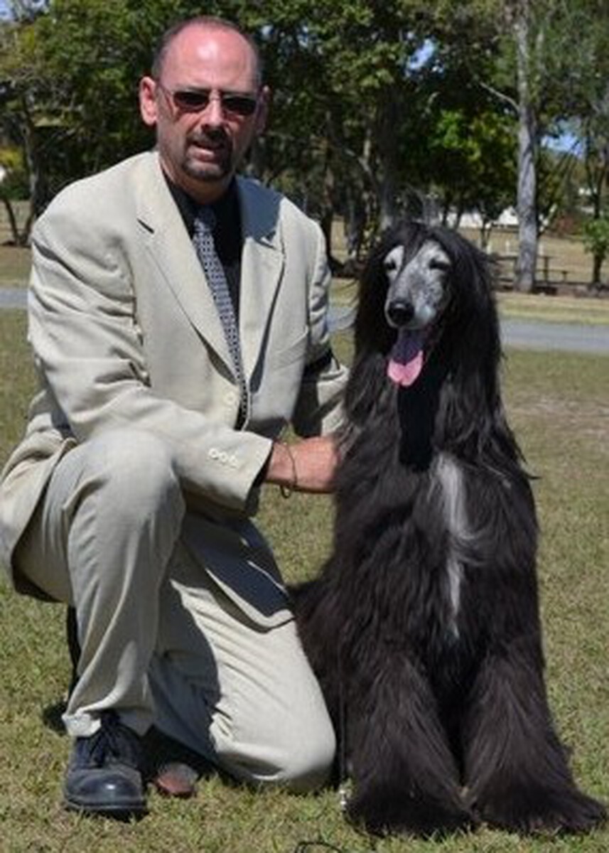 AUST(Sup) CH Kjavu How Sweet It Is - Afghan Hound Pedigree Database