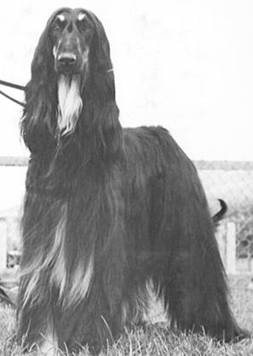 UK CH Yarrumghan Double Delight JW - Afghan Hound Pedigree Database