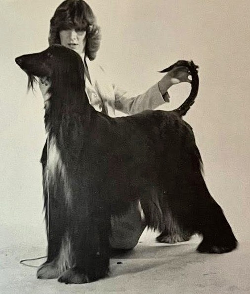Celaine's Royal Rhea Lee - Afghan Hound Pedigree Database