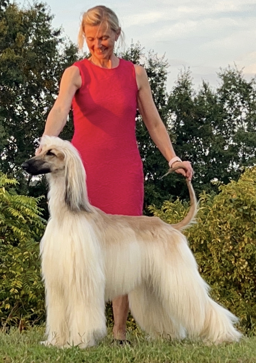 AM(Gr) CH Ziv Hii Sodo Windstar Ice Dragon - Afghan Hound Pedigree Database