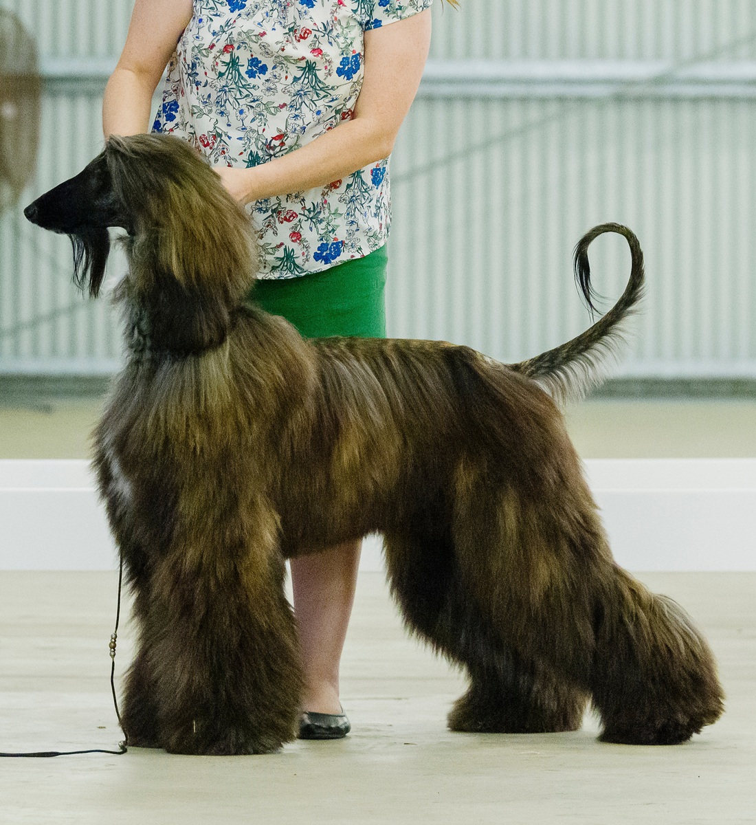 AUST SUP CH Suliman Definnitely (AI) JC - Afghan Hound Pedigree Database